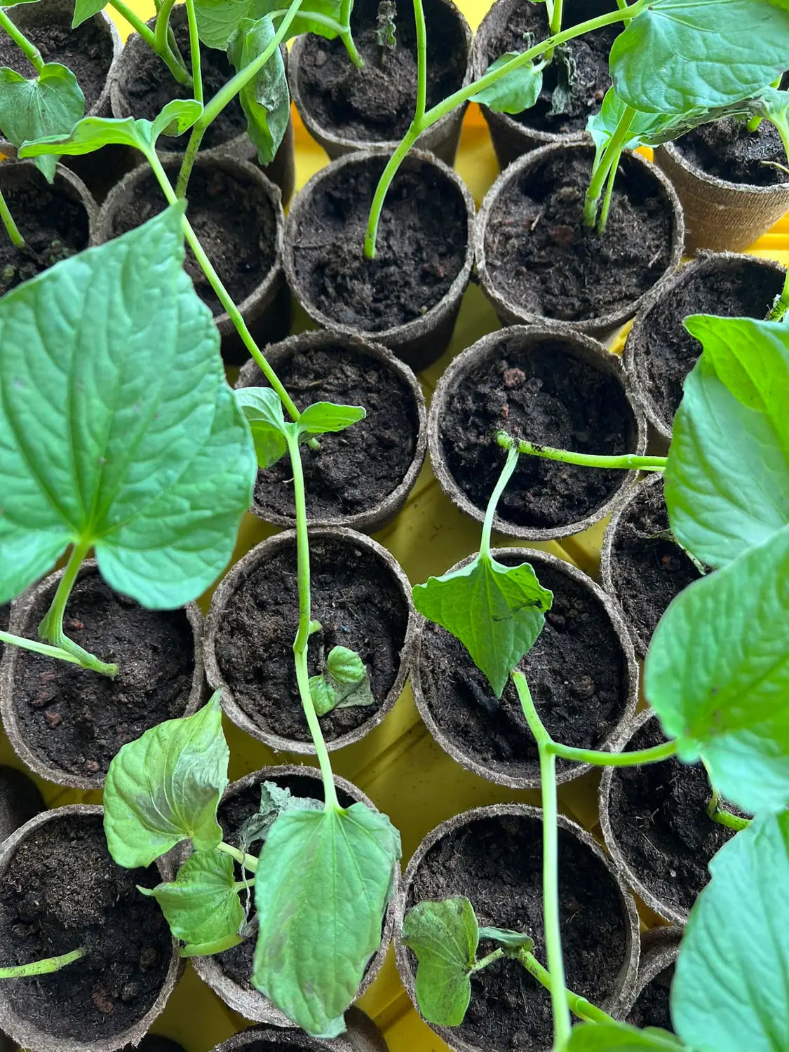 10,000 Kali Kava Plants Available Now in Sarasota! | Kali Kava