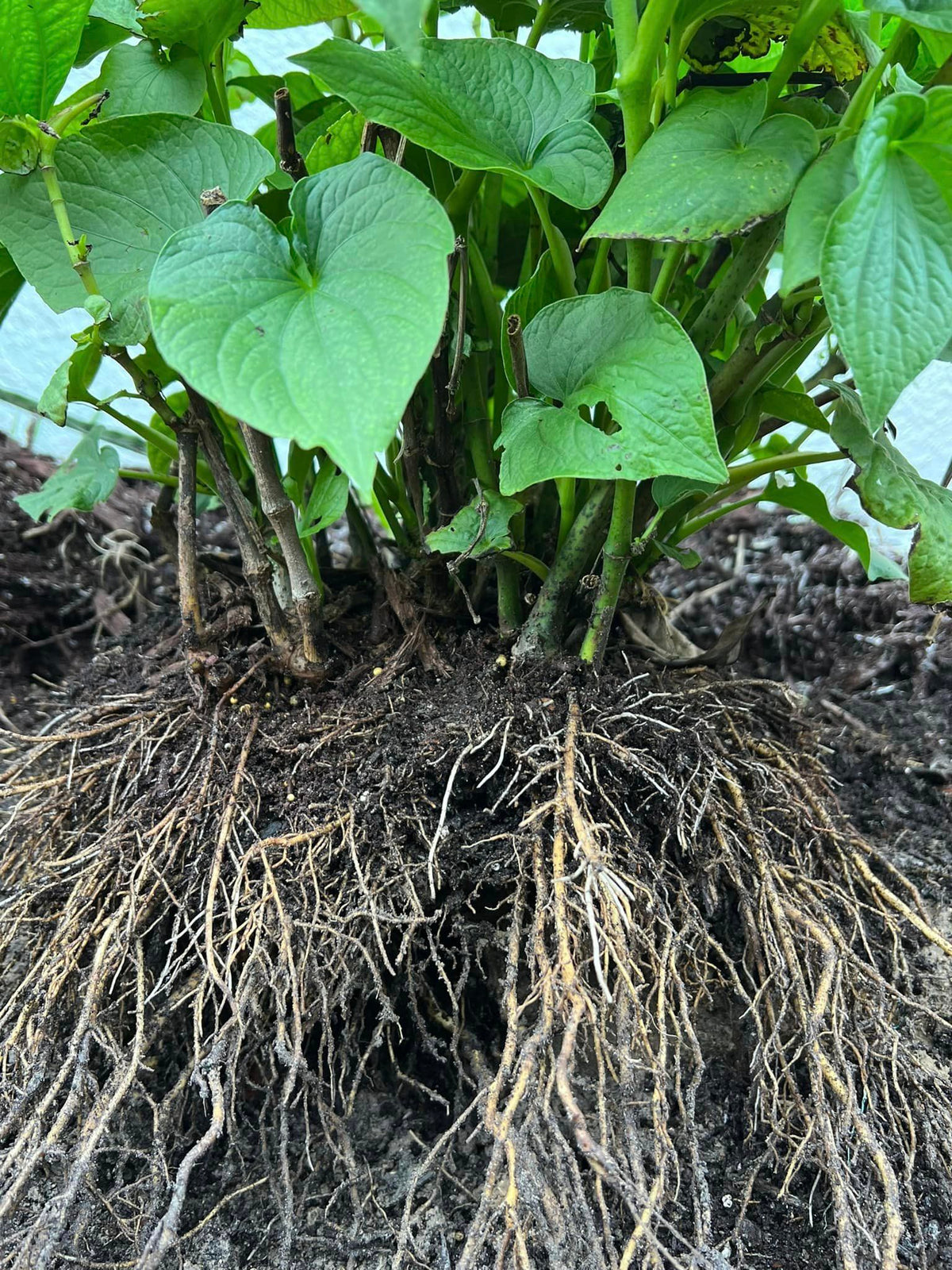 Is Kali Kava™ Genetically Modified Kava? | Kali Kava
