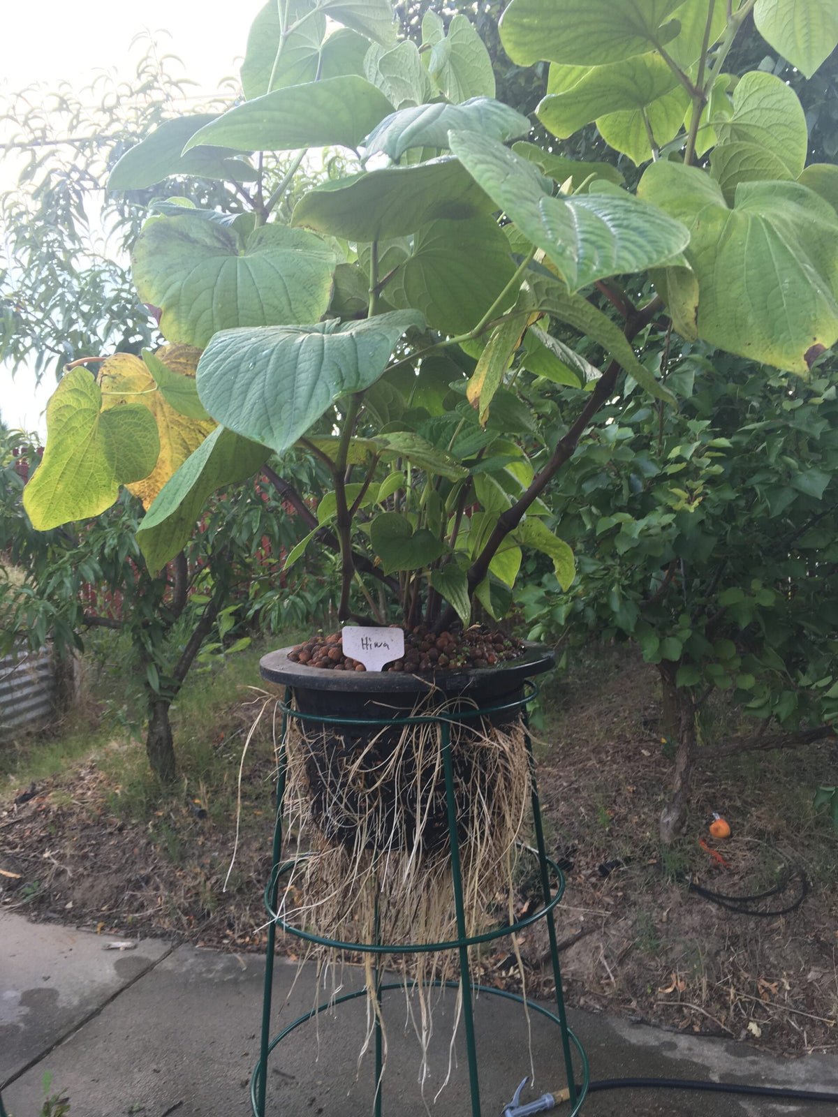 Is Kali Kava™ Hydroponic Kava? It can be! | Kali Kava