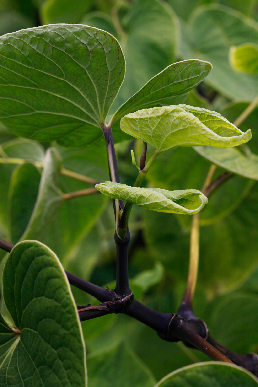 What Makes Hawaiian 'Awa "Hawaiian" and What Makes Kali Kava™ "America ...