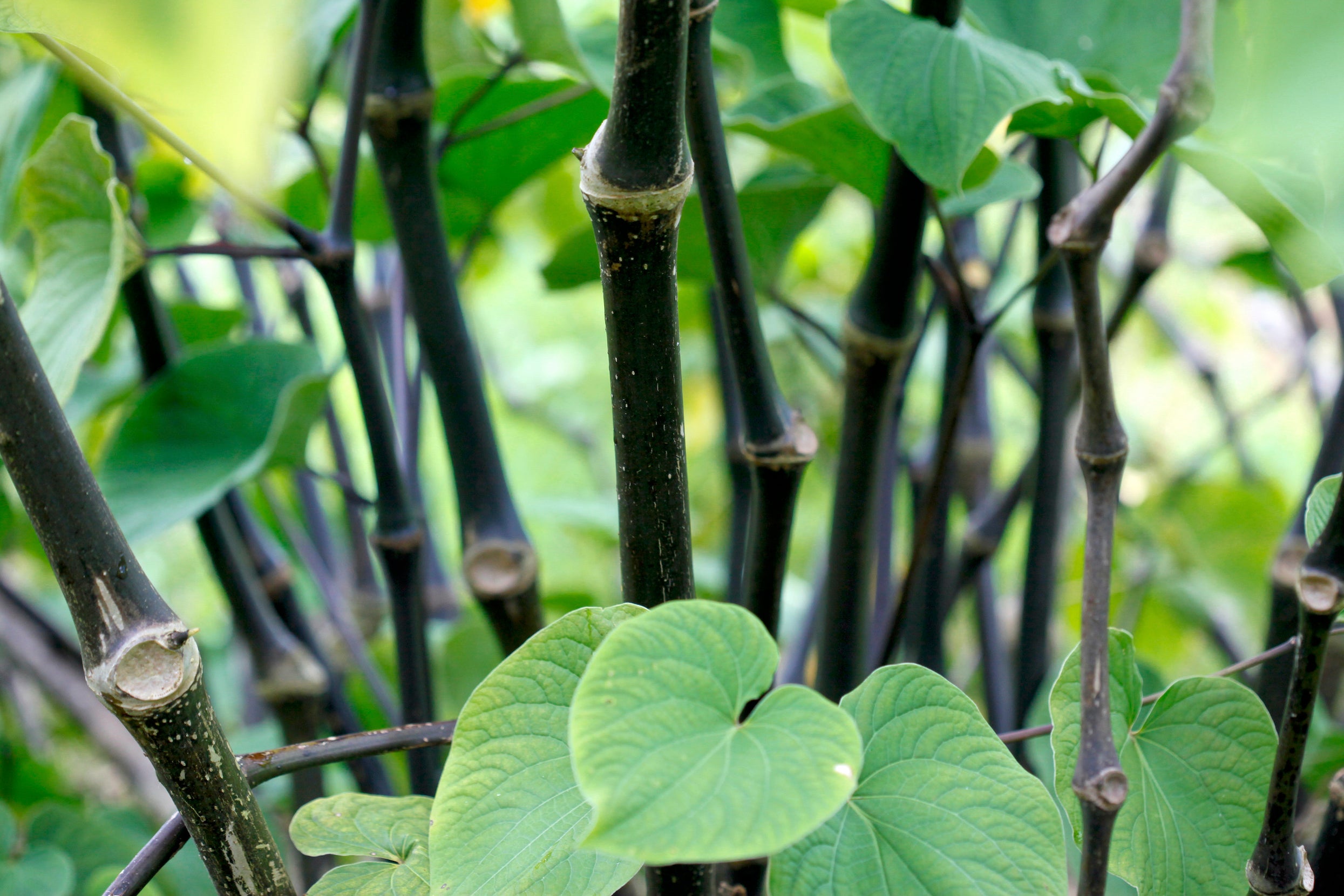 Kali Kava | Kali Kava™ - We're Pioneering the American Kava Growing ...